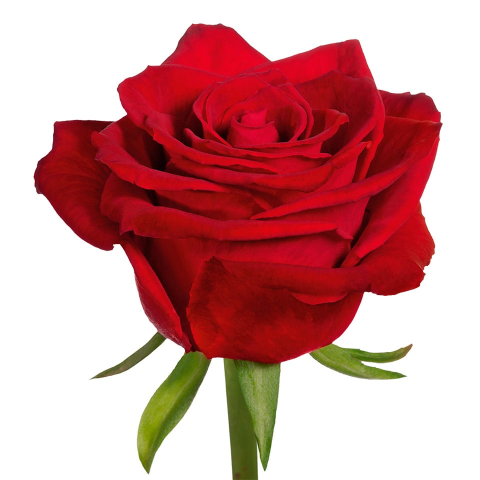 Varieties – Florosa Canada