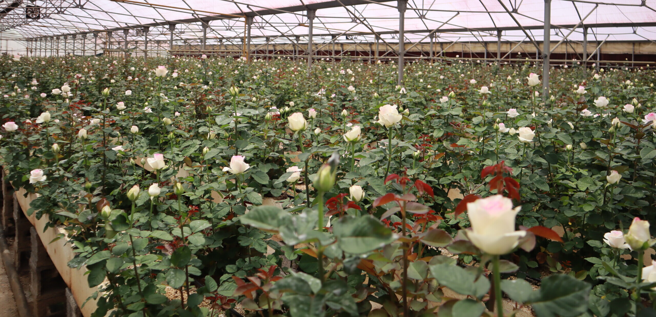 About us – Florosa Canada