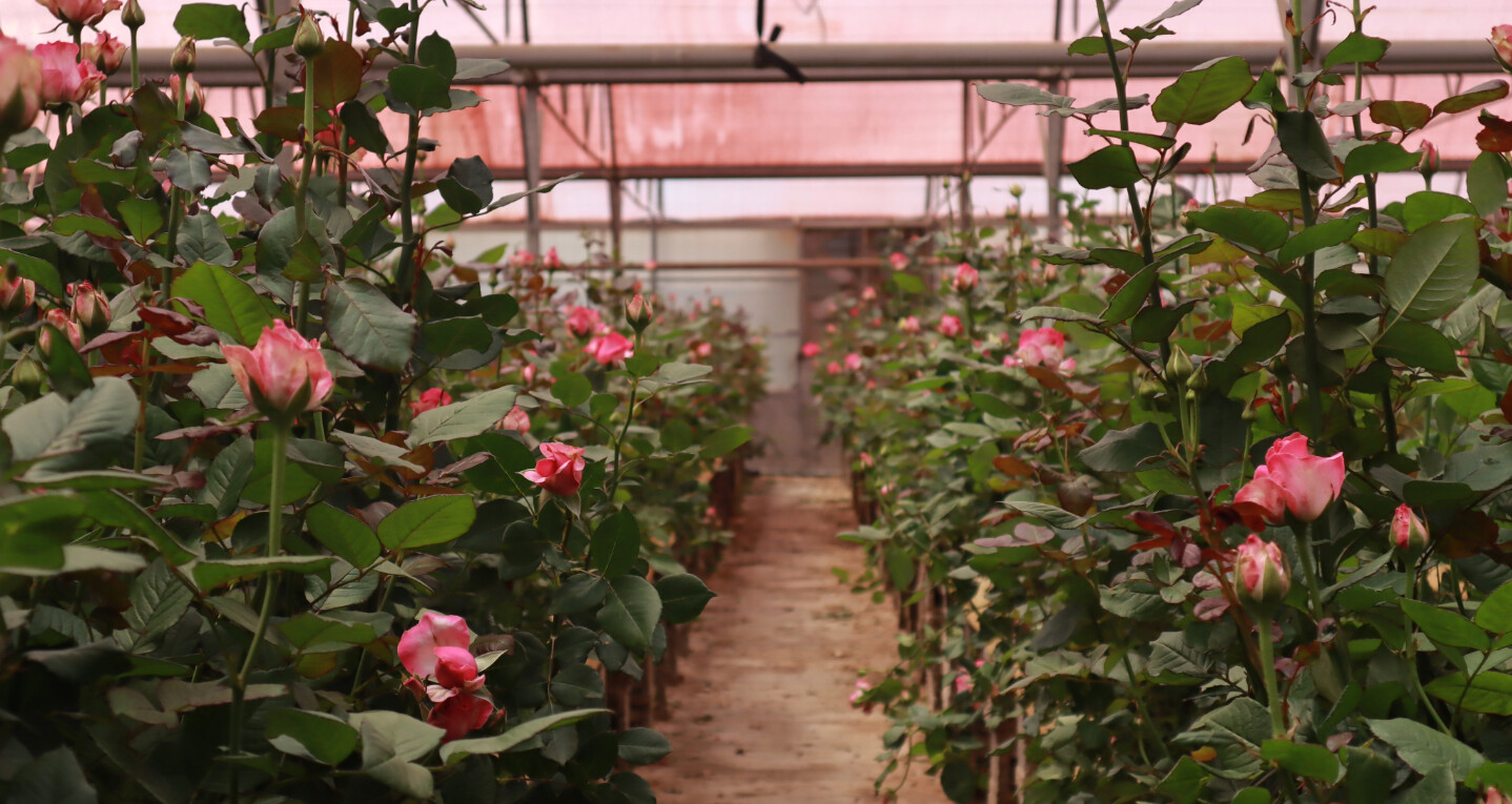 Contact Us – Florosa Canada